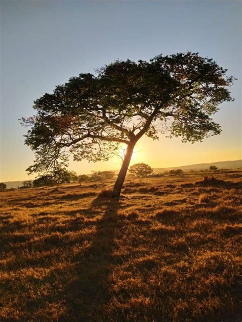 Copaíba - Copaifera Officinalis Resin Oil - Cosmacon