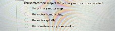 The Somatotopic Map Of The Primary Motor Cortex Is Called The Primary