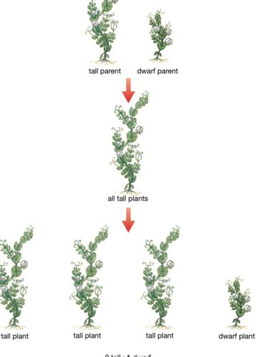 18 Genes And Inheritance Flashcards Quizlet