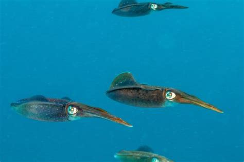 10 Fascinating Types Of Squid With Names And Photos