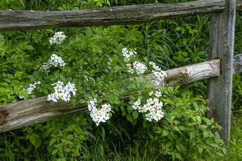 How To Identify And Remove Multiflora Rose