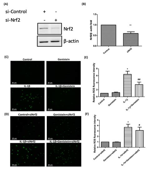 Nrf2 Sirna Inhibits Ho 1 Expression And Induces Ros Generation In