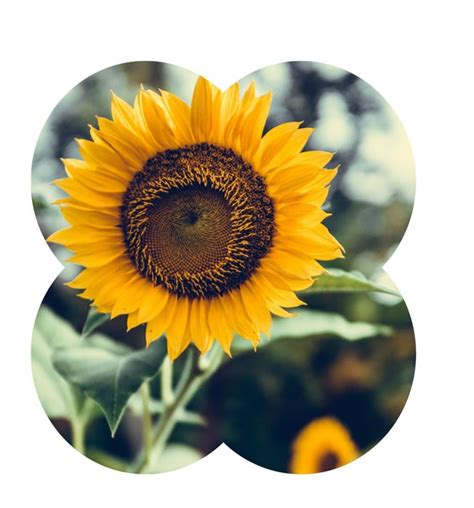 Animation In Css