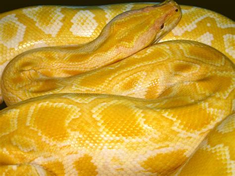 Burmese Python Python Bivittatus Stock Photo Image Of Albino Leucistic 265700434