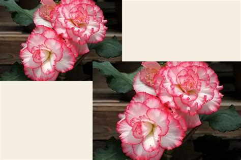 Begonia Tuberhybrida Voss Natures Perennial Gem From Peru And Brazil