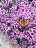 Stauden Stade Versand Shop Thymus Praecox Purpurteppich Polster