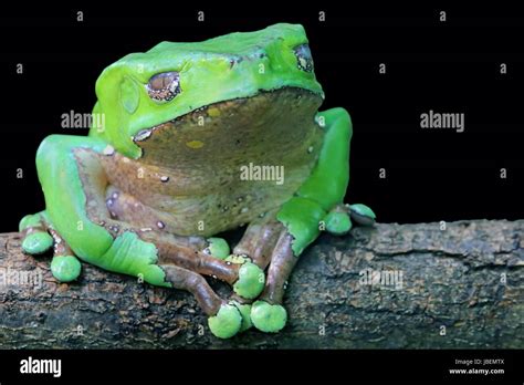 giant makifrosch phyllomedusa bicolor Stock Photo - Alamy