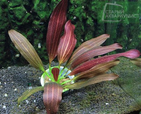 Echinodorus Joyo Red Star | Московские Аквариумные Растения