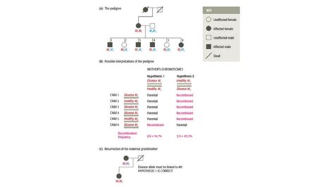 Genetic Mapping In Humans Presentationpptx