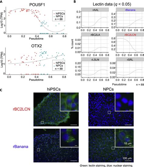 Integrated Analysis Of Glycan And RNA In Single Cells IScience