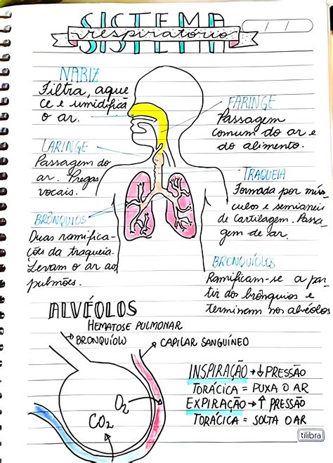 Mapa Conceituais Da Anatomia Do Sistema Respiratorio Inata Bilarasa