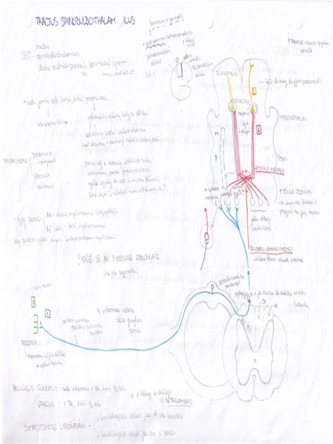 Tractus Spinobulbothalamicus Pdf
