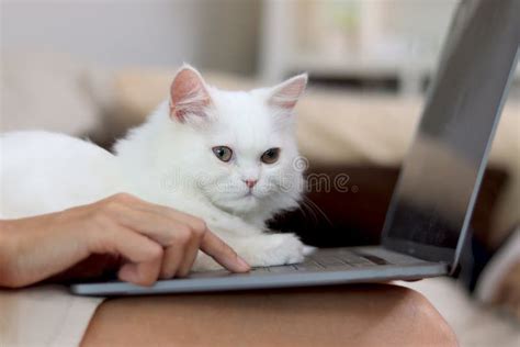 Cute White Persian Cat Sitting On Laptop Keyboard Owner Woman Working