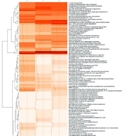 Top 100 Functional Genes Predicted From The Bacterial Communities In Download Scientific