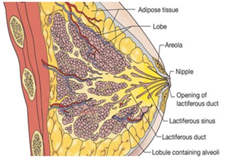 Diagram Of A Human Breast Download Scientific Diagram