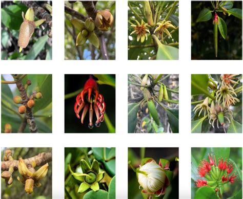 အံ့ဖွယ်ဒီရေတောပင်များ Worldview