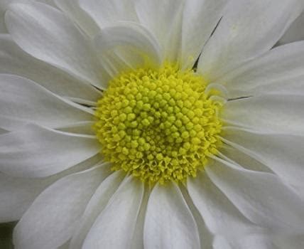 程序基于matlab使用深度学习进行图像类别分类 知乎