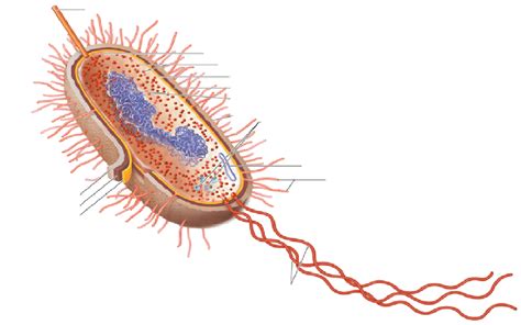 Prokaryotic Cell Diagram Quizlet
