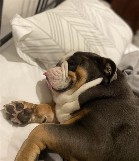 This Guy Sure Likes Sleeping In Scrolller