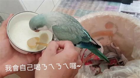 藍銀絲和尚鸚鵡🐦 菲菲~自己喝ㄋㄟㄋㄟ♡ Youtube