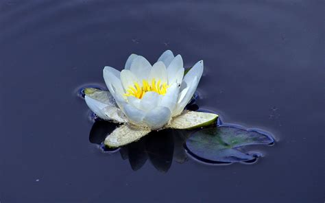 Лотосы и лилии / Lotuses and lilies HD Foto (72 фото) » Картины ...