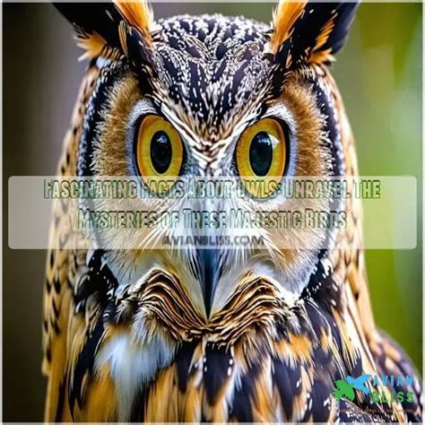 Fascinating Facts About Owls Unravel The Mysteries Of These Majestic Birds
