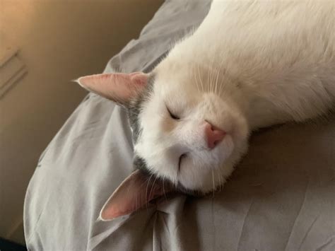 Update On Missing Cat Julian Hes Home R Pittsburgh