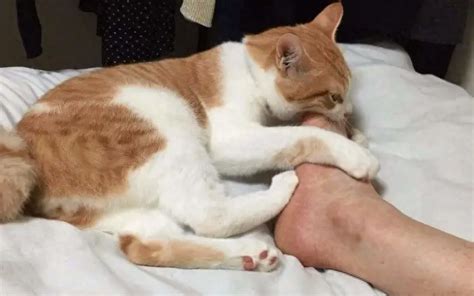 猫咪为什么“爱搞偷袭”？原来是有这些暗示！你家猫咪会偷袭你吗？ 喵百科 上亦科技