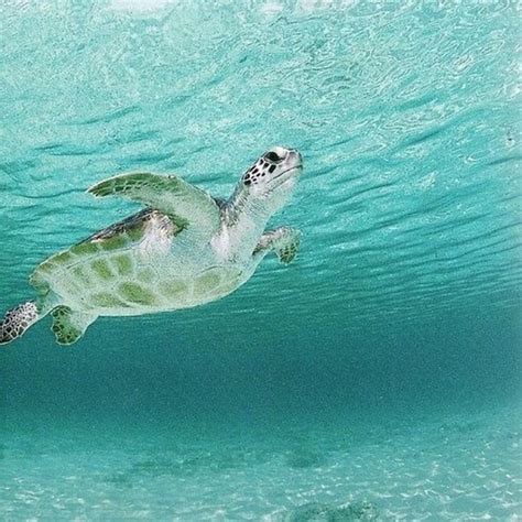 Sea🌊🐢 Sealovers Minds