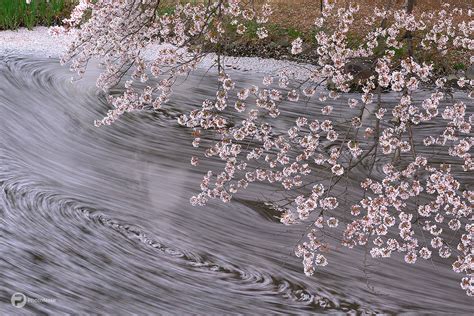 PhotoNote桜流し