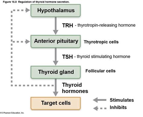 Physiology Unit 2 Lesson 5 Part 2 Endorcrine System Flashcards Quizlet