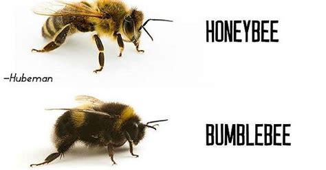 Bees Album On Imgur