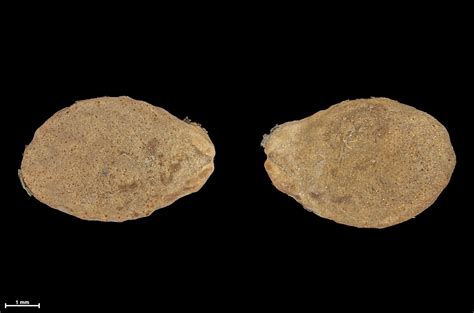 Sicyos Macrophyllus Seeds Of Hawaii