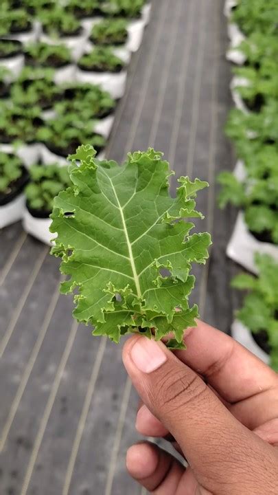 Asim Ismail Posted On Linkedin