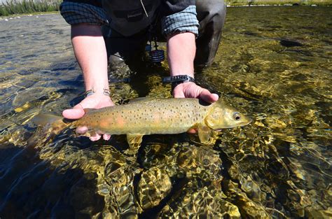 Trout And Grayling Fish Mongolia
