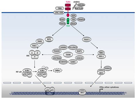 Tlr3 Signaling Pathways Leading To The Activation Of Nf κb And Irf3