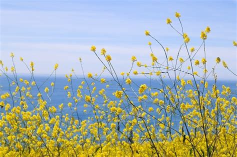 3 31 2019 캘리포니아 말리부 비치에서 아름다운 꽃과 나무와 하늘과 바다 꽃 식물에 대한 스톡 사진 및 기타 이미지 꽃 식물 말리부 0명 Istock