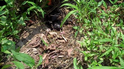 Rabbit Giving Birth Part Youtube