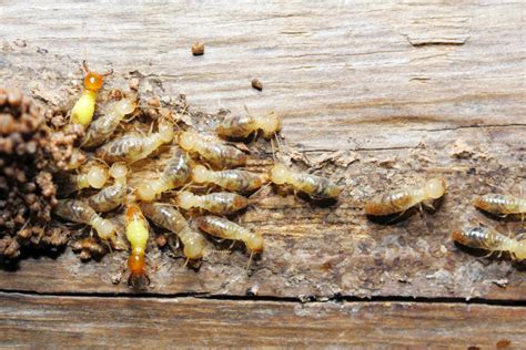 Cómo Matar Bichos De La Madera Ahuyentar Espantar Evitar Combatir