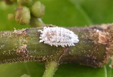 Mite Small Clear White Bugs In House Excellently Microblog Pictures