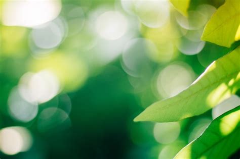 Premium Photo Green Bokeh Background