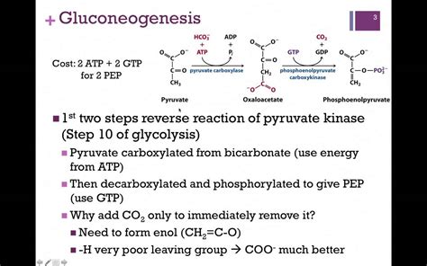 096 Gluconeogenesis Youtube