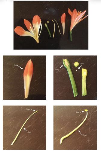 How The Flower Facilitates Sexual Reproduction In Angiosperms Sexual
