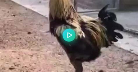 National Poultry Day Official Rooster Giving His All Album On Imgur