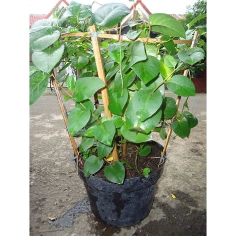 Biji Benih Tanaman Herbal Binahong 10 Biji Lazada Indonesia