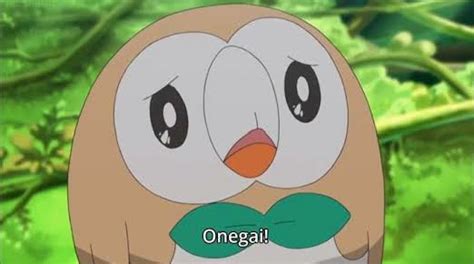 Client Customization Suggestions Client Customization Pokemmo