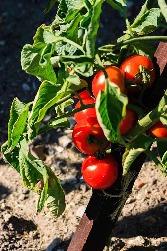 Tomate 뒤 Jardin 쉬르 얼룩 덜 룩 한 동부 표준시 Piquée Jaune 노아 테라스가 루즈 검은색에 대한 스톡