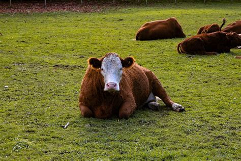 Hd Wallpaper Cow Field Farm Nature Agriculture Green Meadow