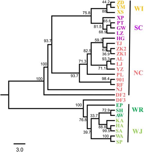 Neighbour Joining Tree Constructed Based On Neis Standardized Genetic