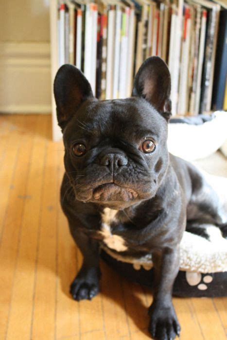 1000+ images about Frenchies on Pinterest | White french bulldogs ...